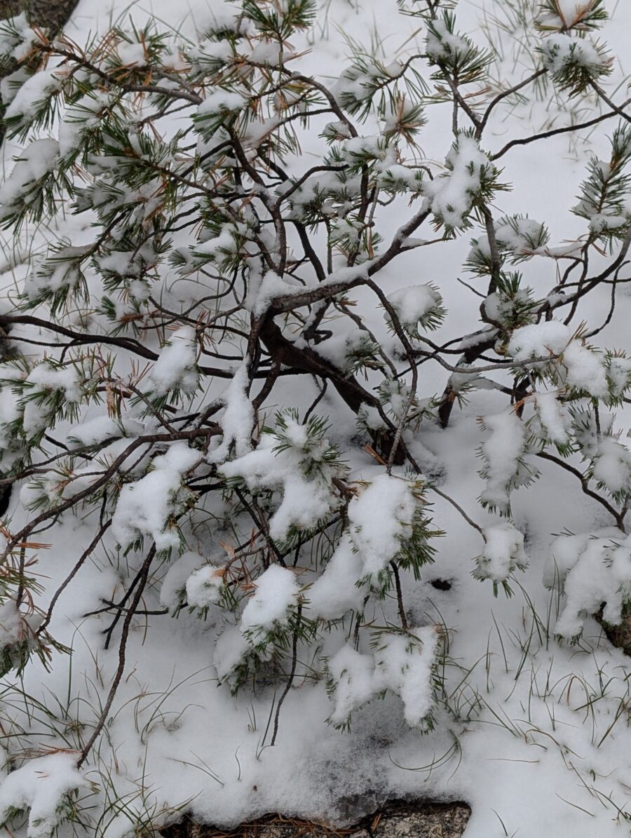 Got Coverage? - Verification Horizons