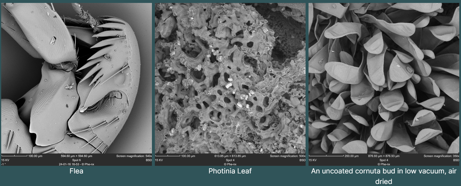 Revolutionizing Electron Microscopy: Semplor's Desktop SEM | Solid Edge