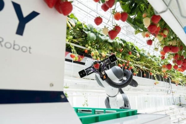 Strawberry fields reimagined: How Organifarms is automating agriculture ...